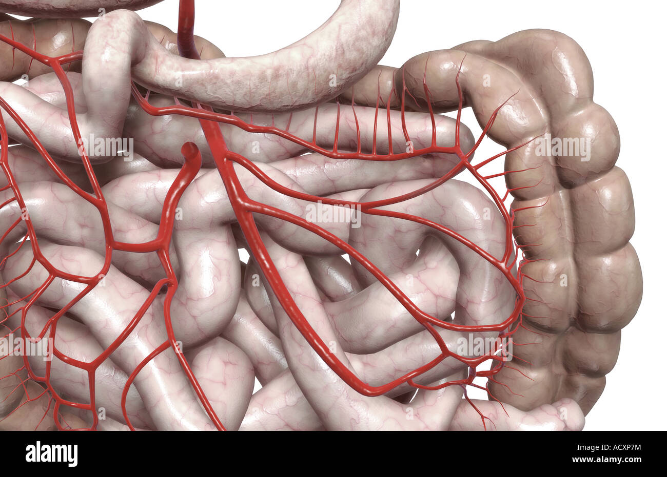 Superior mesenteric artery hi-res stock photography and images - Alamy