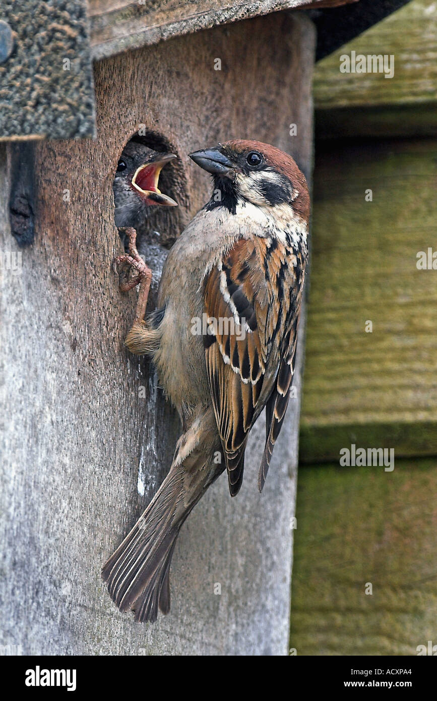 TREE SPARROW (Passer montanus) at nest box feeding chick Stock Photo ...
