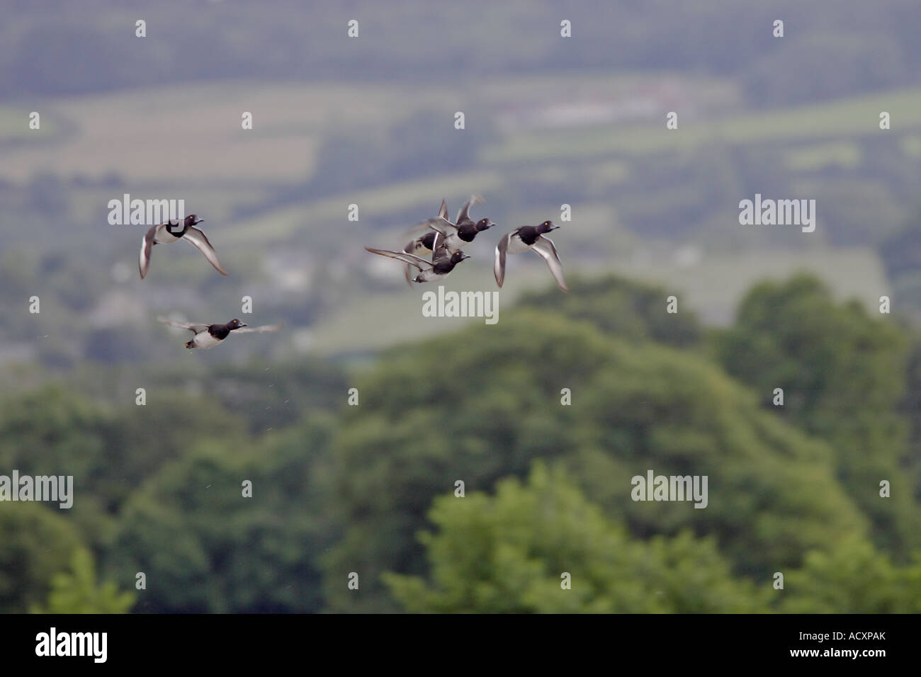 Group of Drake Tufted Ducks in flight Stock Photo - Alamy