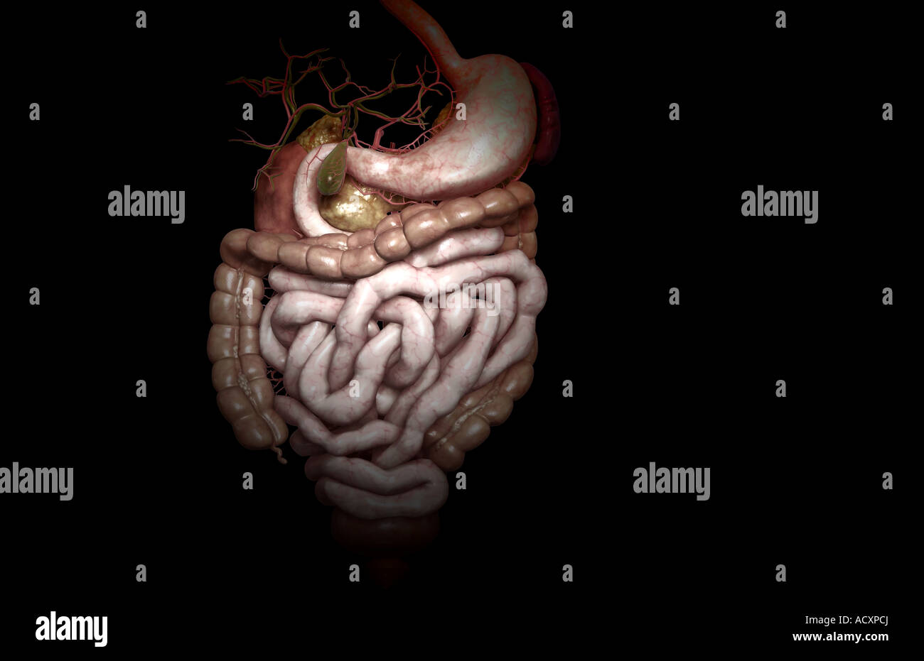 Human large intestine and veins hi-res stock photography and images - Alamy