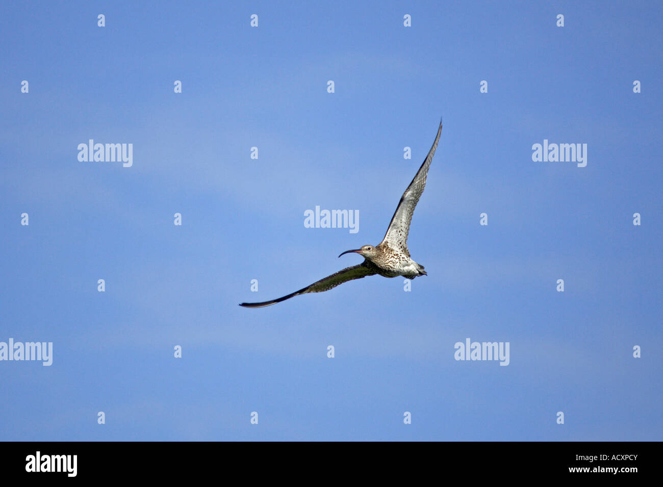 Curlew in flight Stock Photo - Alamy