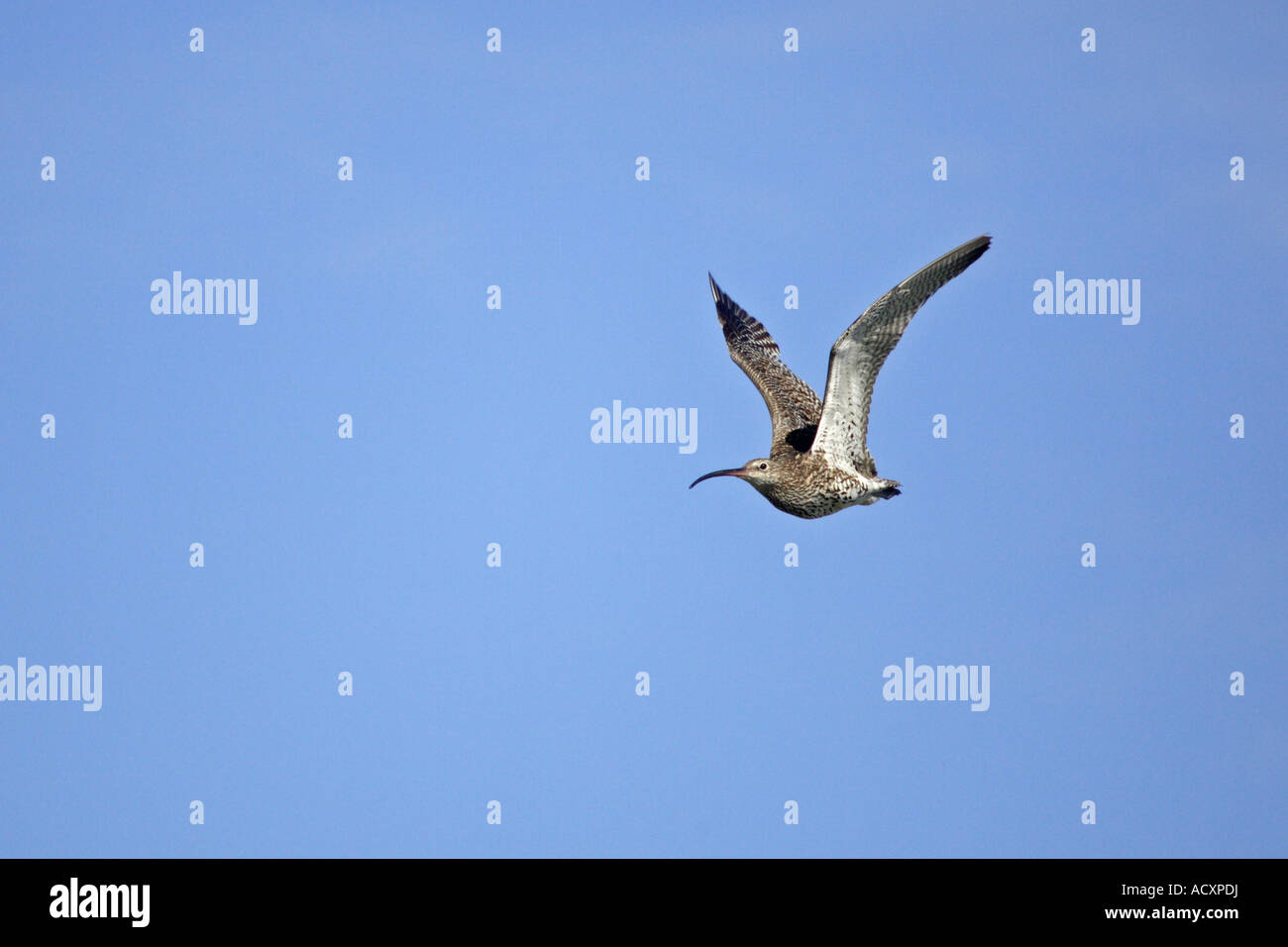 Curlew in flight Stock Photo - Alamy