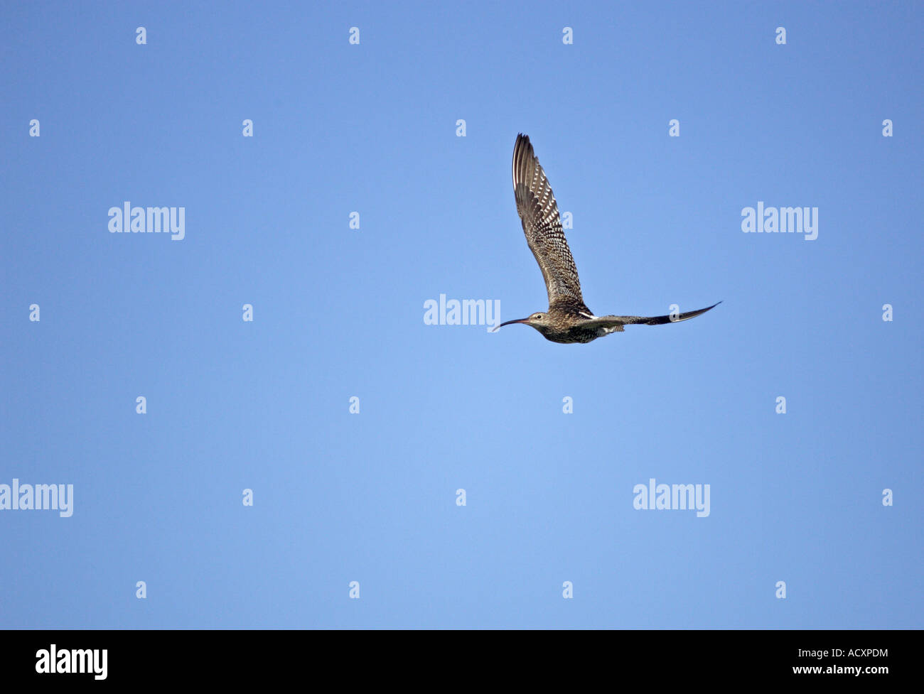 Curlew in flight Stock Photo - Alamy