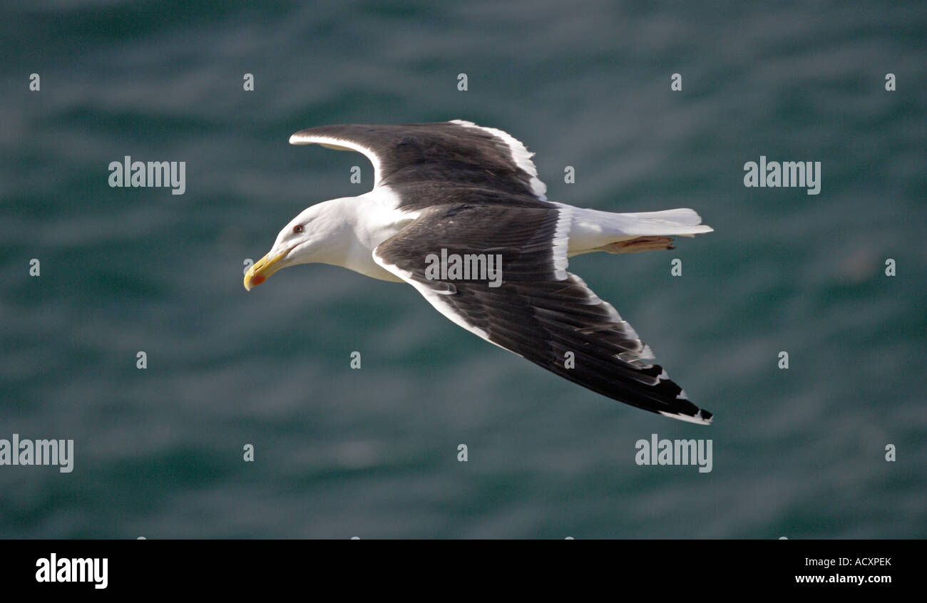 Great black backed Gull in flight over sea Stock Photo - Alamy