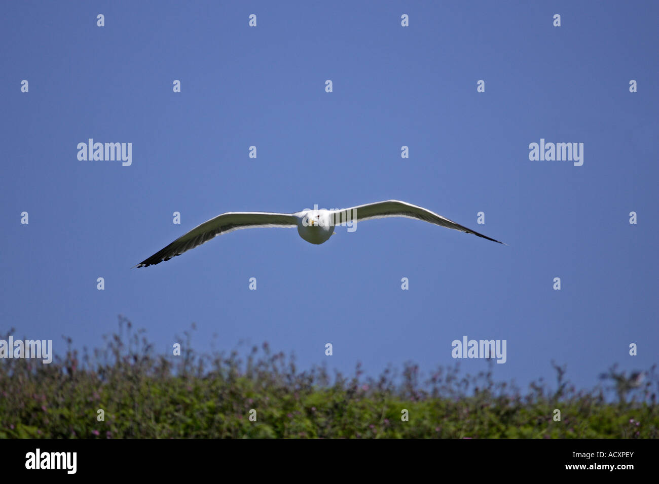 Lesser black backed Gull in flight Stock Photo - Alamy
