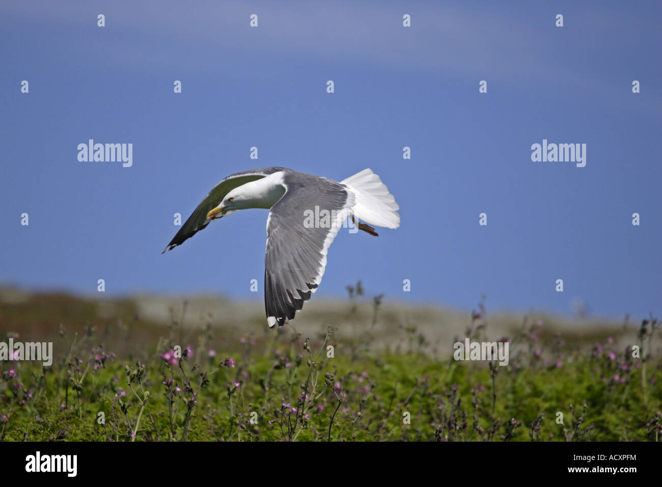 Lesser black backed Gull in flight Stock Photo - Alamy