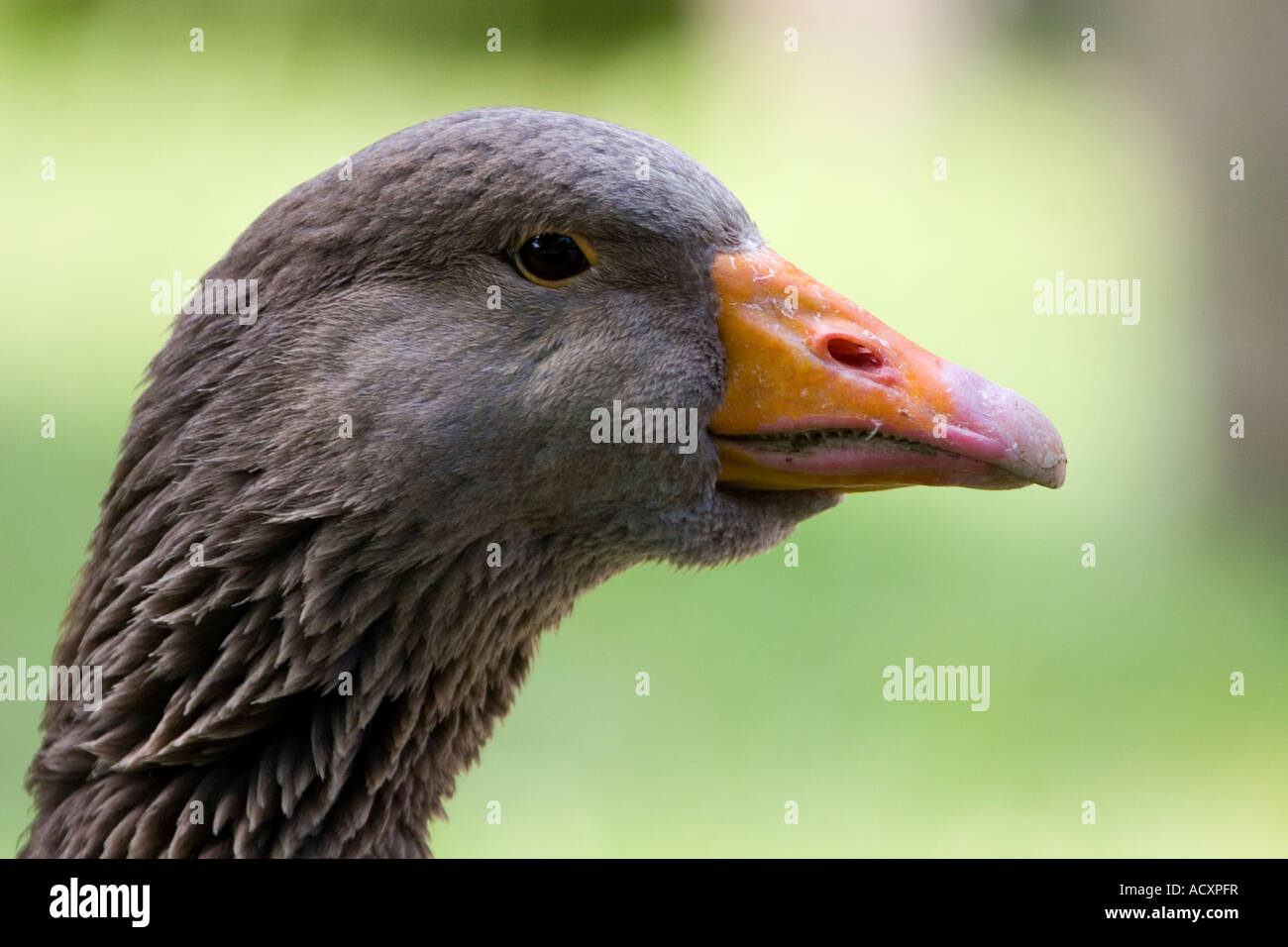 Snow Goose close up of head Stock Photo - Alamy