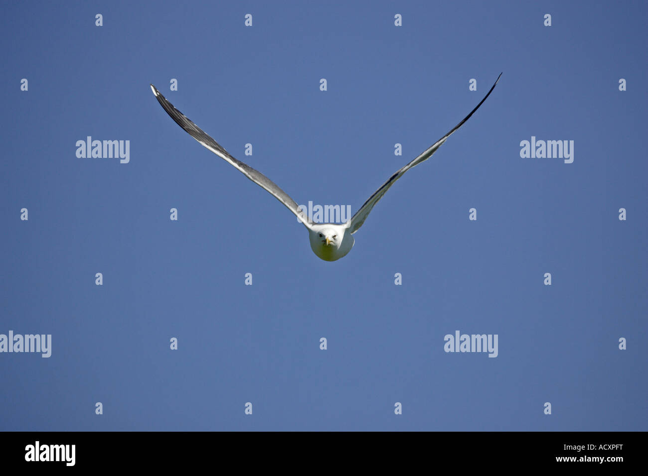 Lesser black backed Gull in flight Stock Photo - Alamy