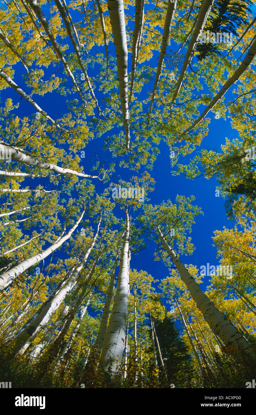Aspen trees turning yellow in fall Steamboat Springs Colorado USA Stock ...