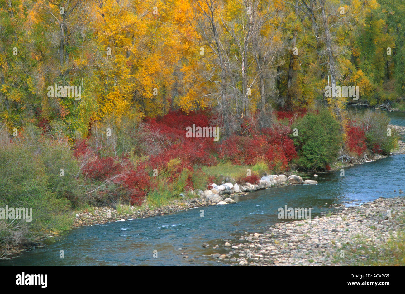 Fall colors along the Yampa River Steamboat Springs Colorado USA Stock ...