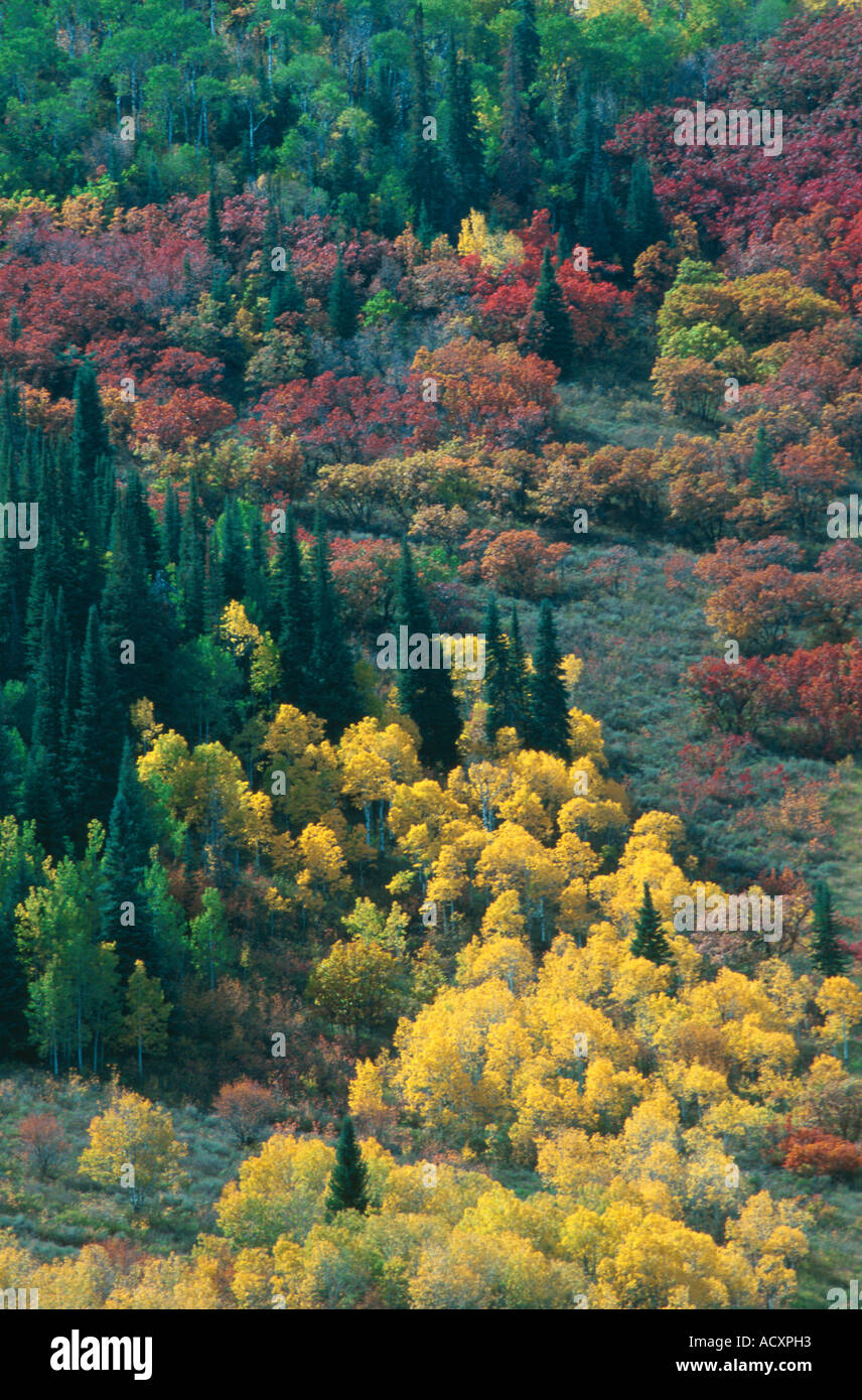 Fall colors in mixed forest of pine aspen and gambel oak Steamboat ...