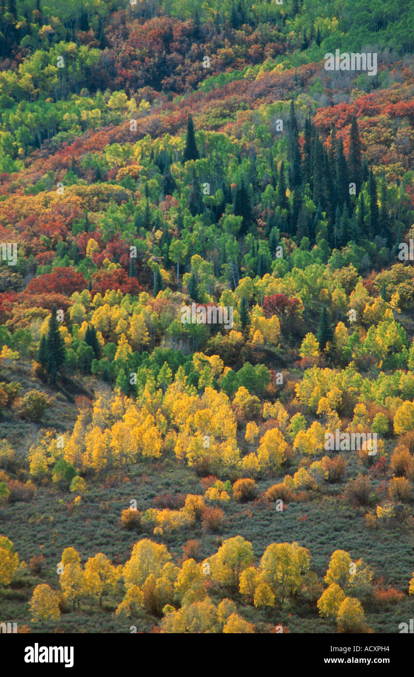Fall colors in mixed forest of pine aspen and gambel oak Steamboat ...