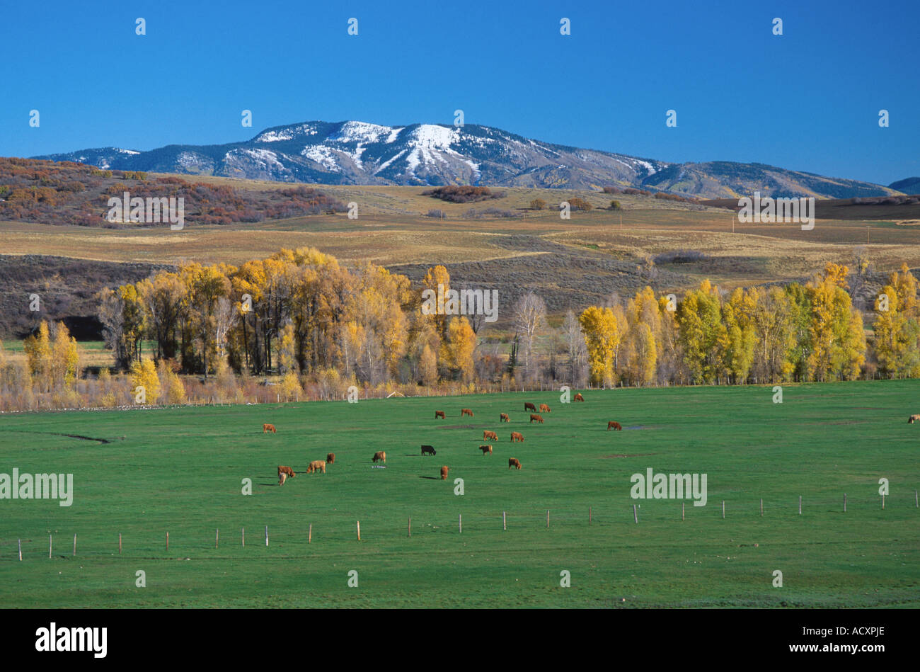 Cattle grazing in green field near Elk river First snow on Mt Werner ...
