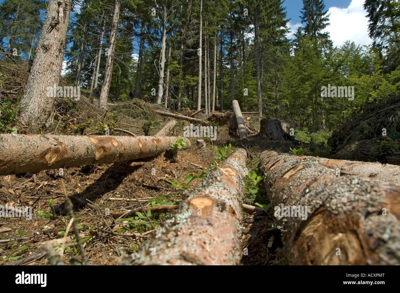 Pines and cut pines hi-res stock photography and images - Alamy