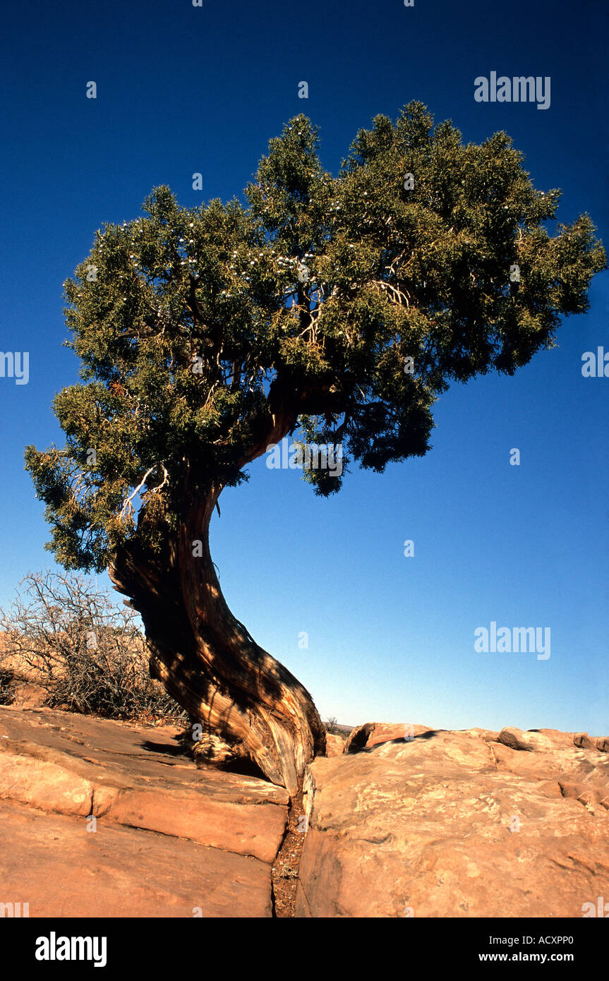 Tree and slide hi-res stock photography and images - Alamy