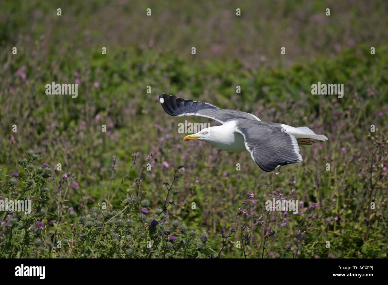 Lesser black backed Gull in flight Stock Photo - Alamy