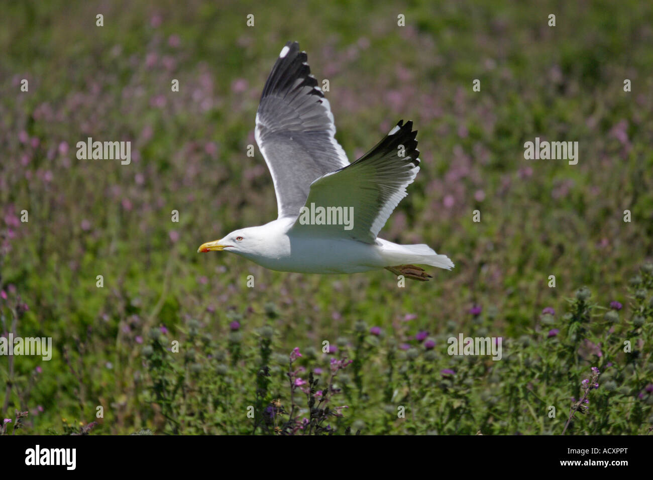 Lesser black backed Gull in flight Stock Photo - Alamy