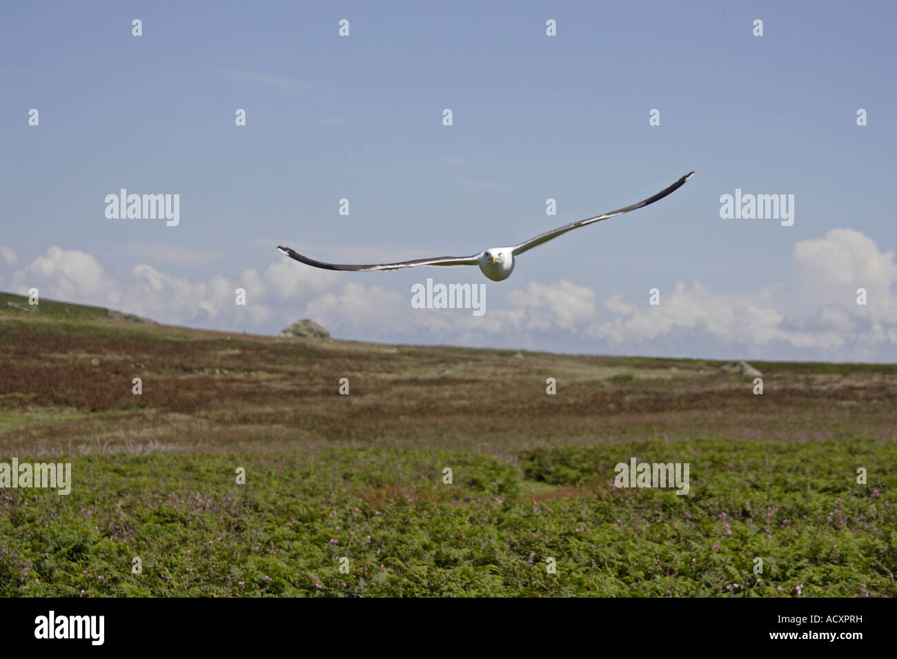 Lesser black backed Gull in flight Stock Photo - Alamy