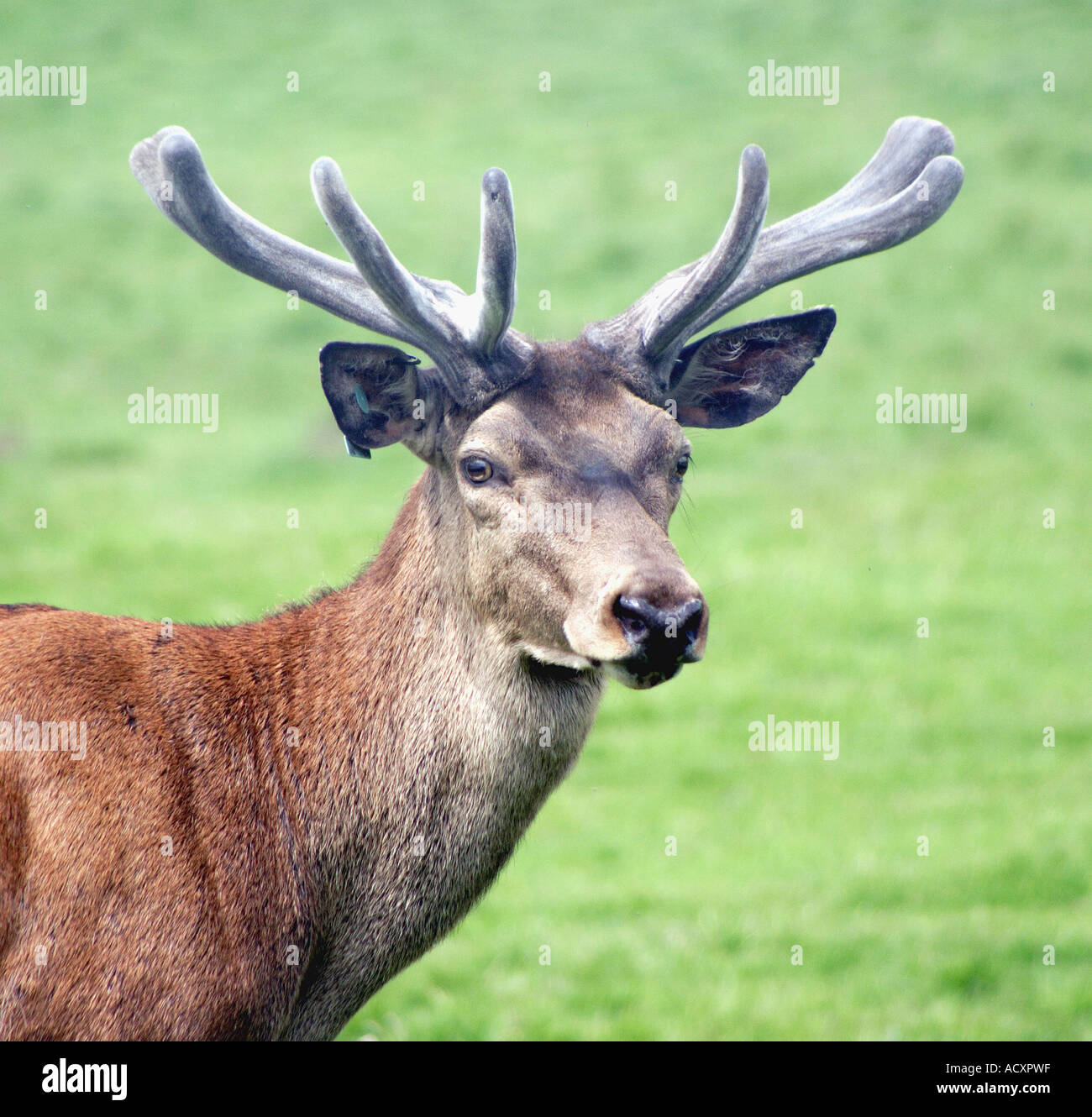Waiting for stag hi-res stock photography and images - Alamy