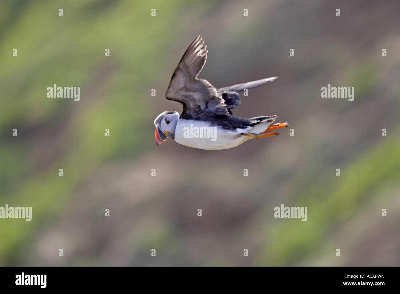 Puffin in flight Stock Photo - Alamy