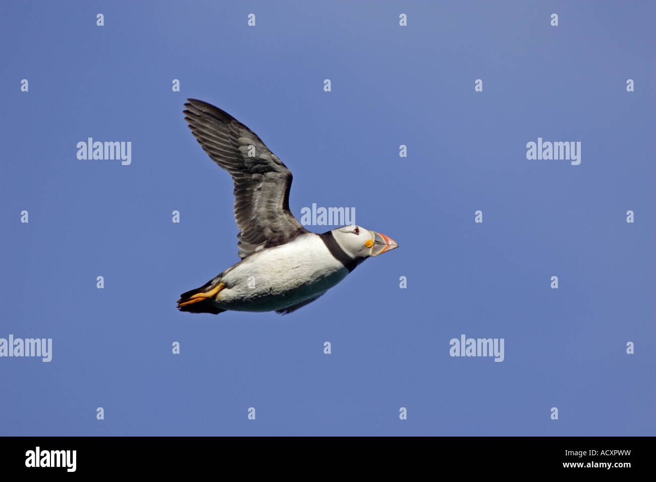 Puffin in flight Stock Photo - Alamy