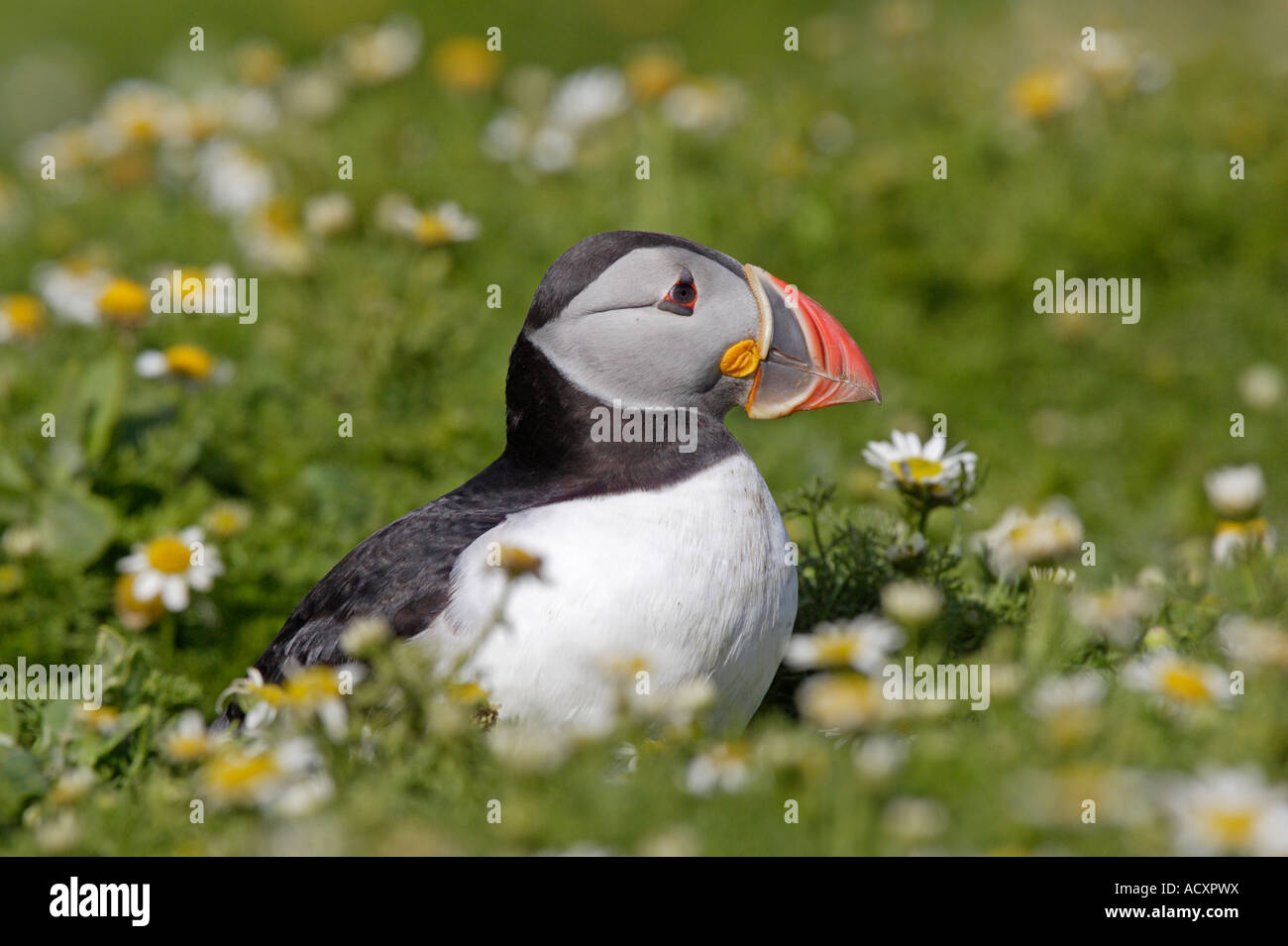 Puffin in scentless Mayweed Stock Photo - Alamy
