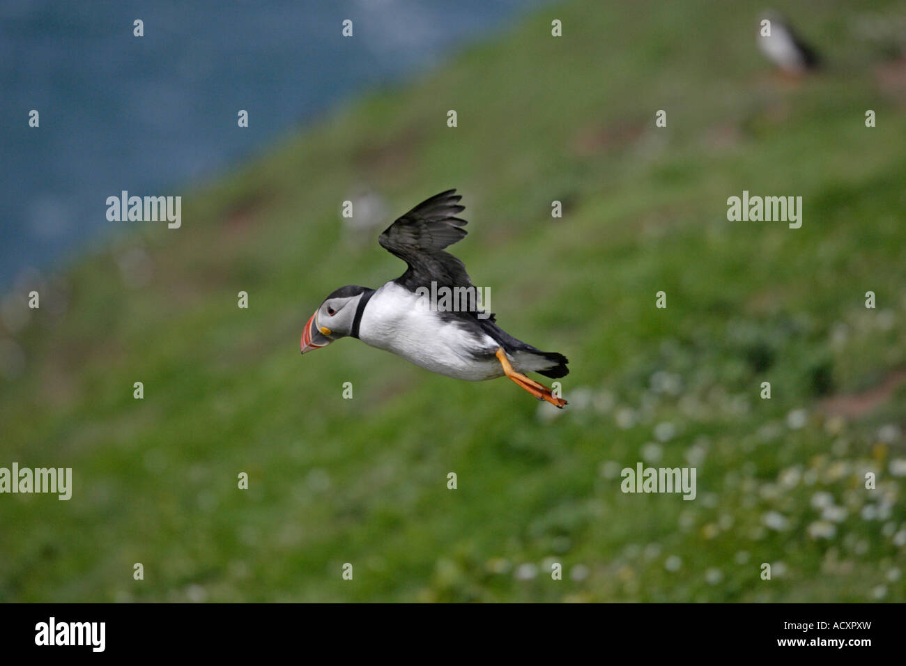 Puffin in flight Stock Photo - Alamy