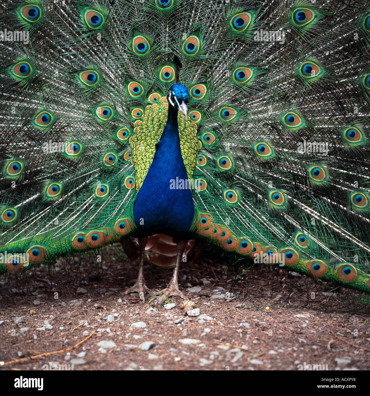 Peacock designs hi-res stock photography and images - Alamy