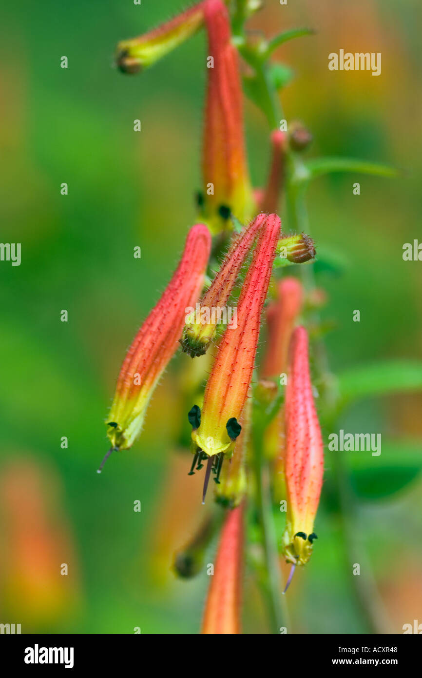 Cuphea cyanea hi-res stock photography and images - Alamy