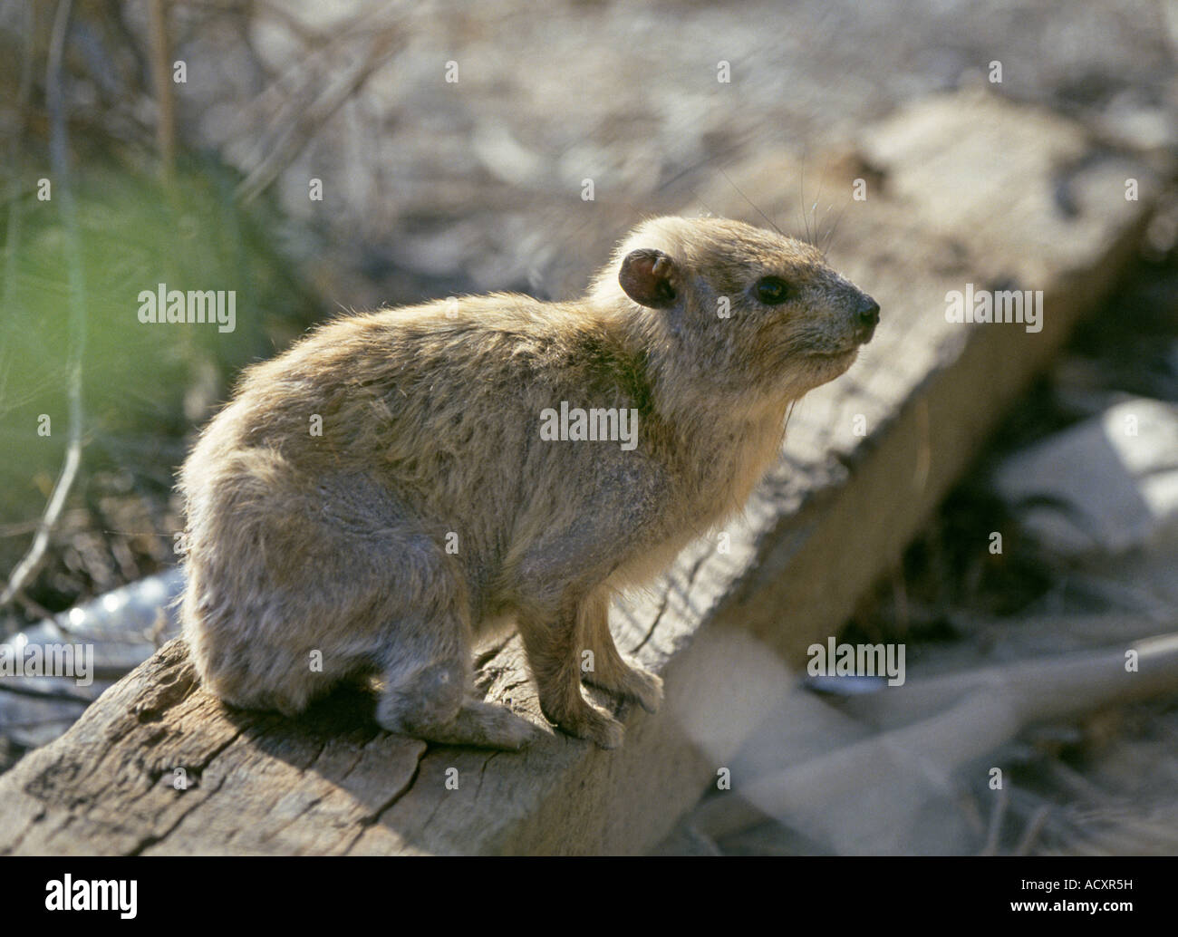 Small Herbivorous Mammal