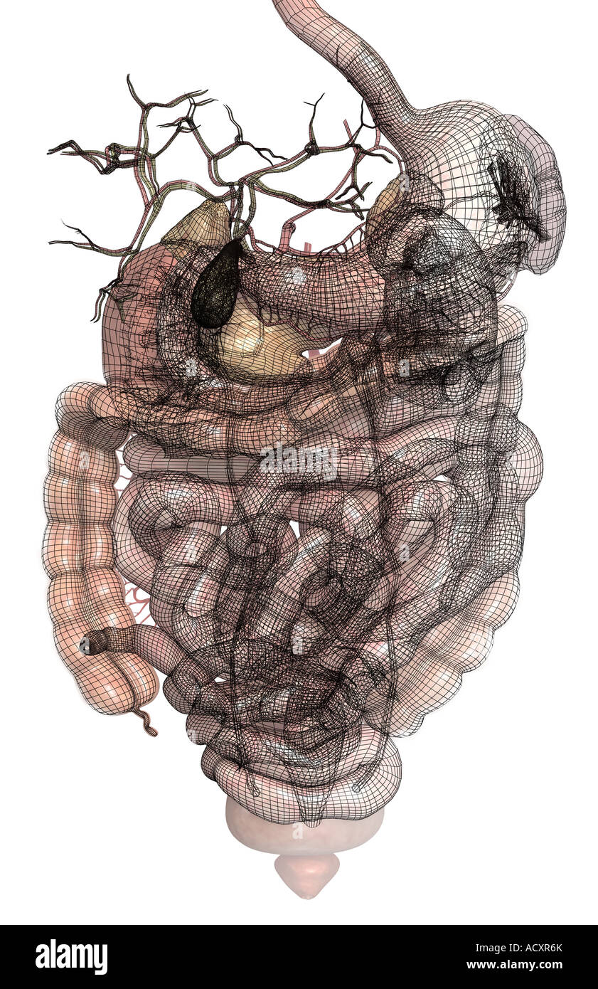 The digestive system Stock Photo - Alamy