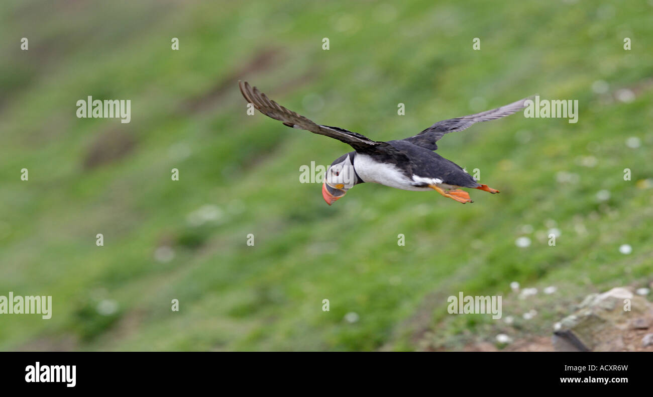 Puffin in flight Stock Photo - Alamy