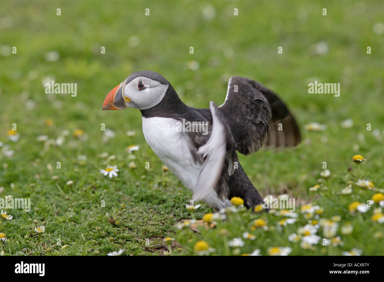 Puffin flapping wings Stock Photo - Alamy