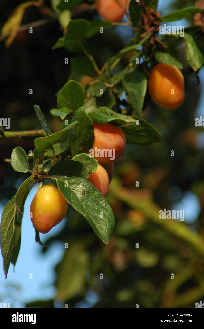Plum fruit tree ripe hi-res stock photography and images - Alamy