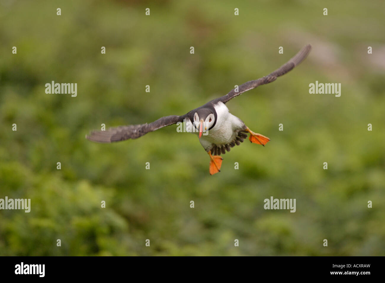 Puffin landing hi-res stock photography and images - Alamy