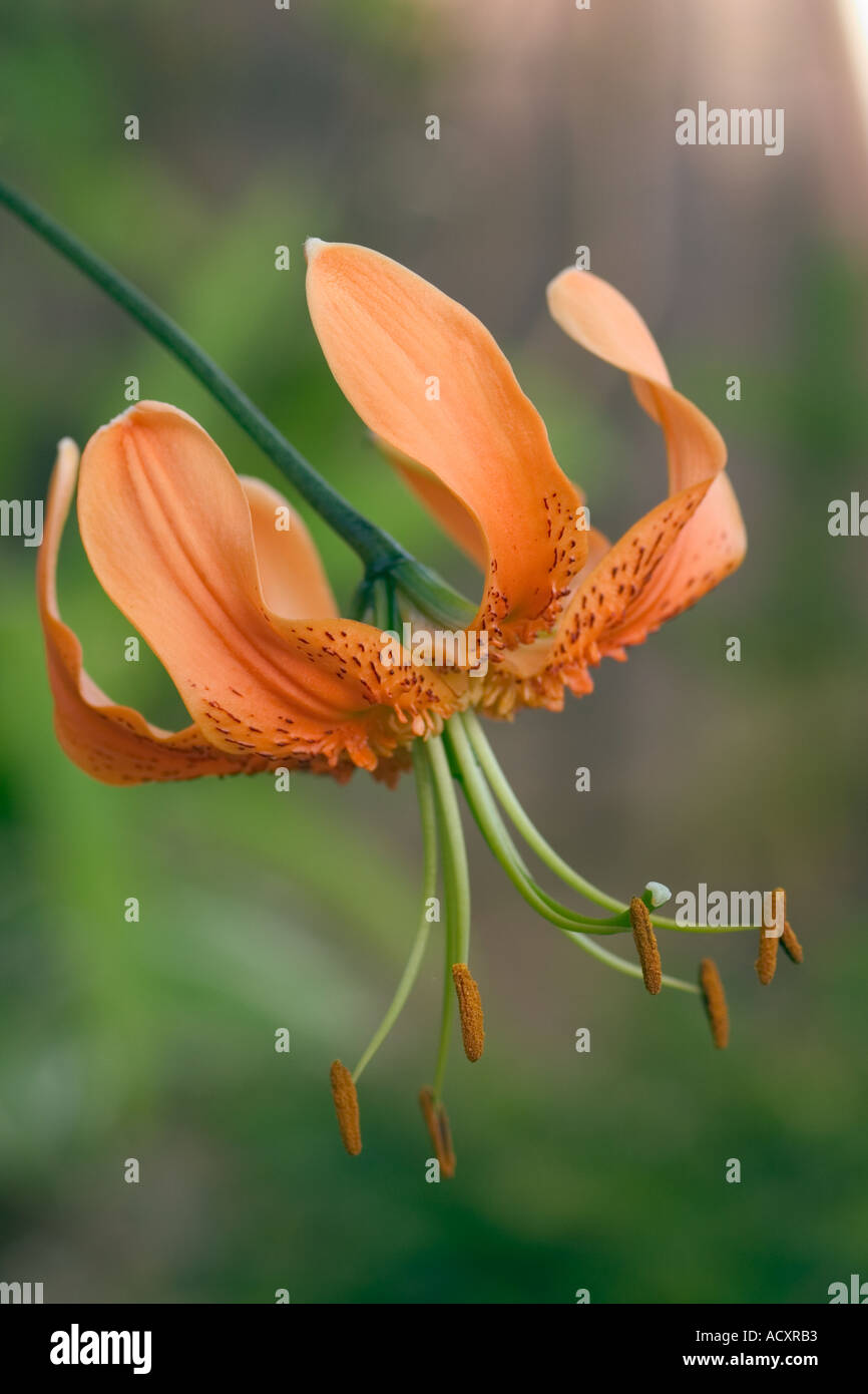 Henryi lily hi-res stock photography and images - Alamy