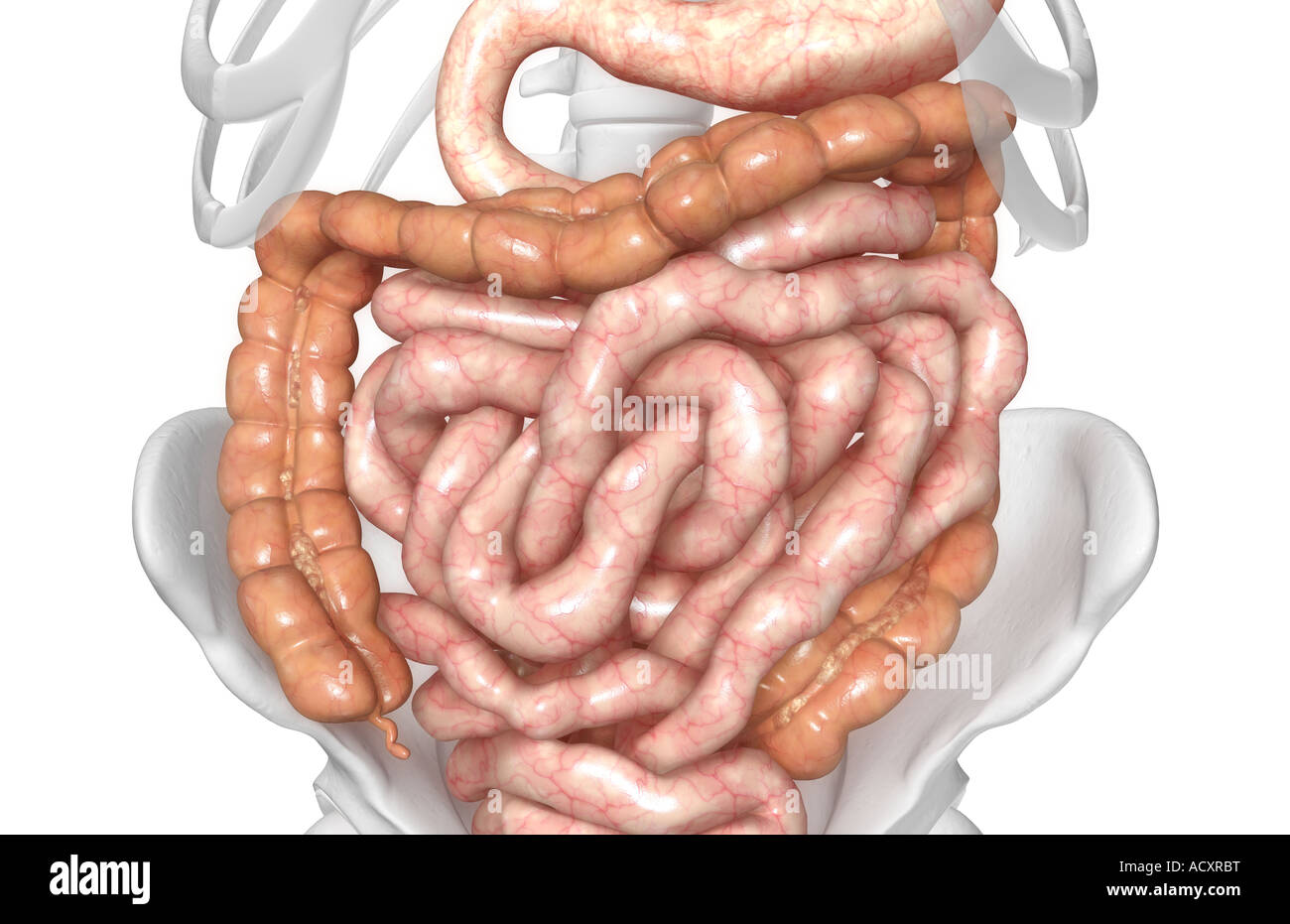 Skin of intestines hi-res stock photography and images - Alamy