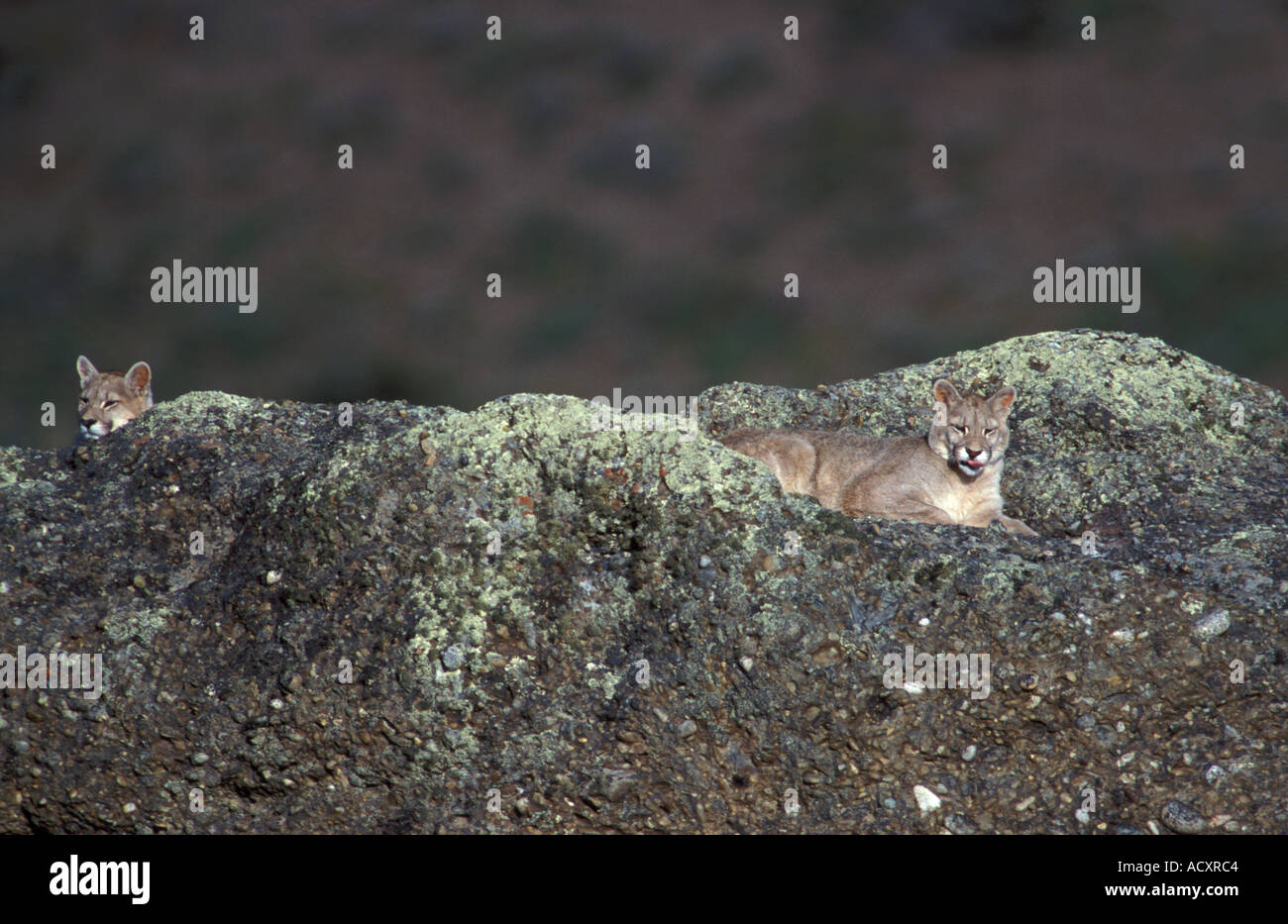 Patagonian puma cubs hi-res stock photography and images - Alamy