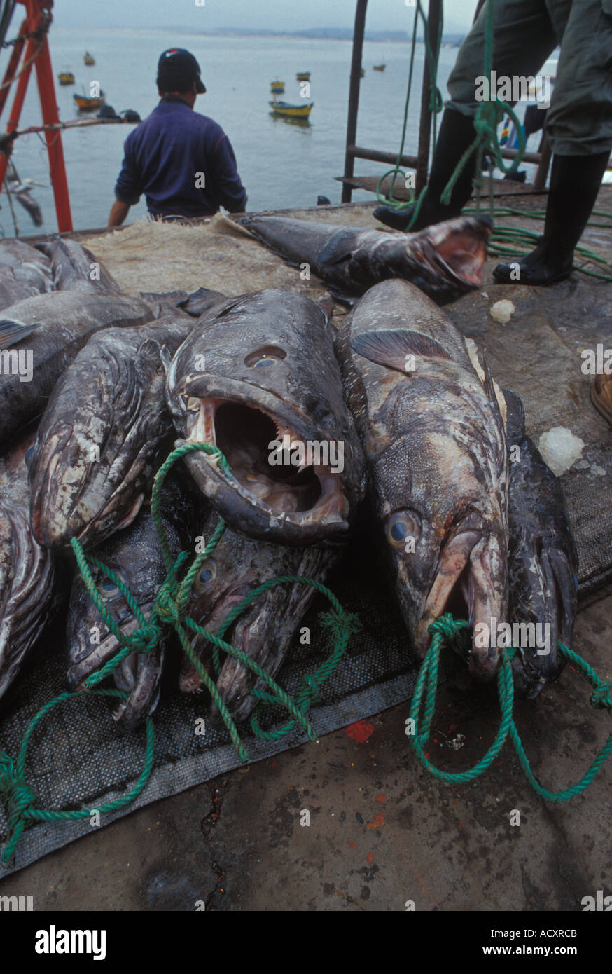 Pacific Cod on quayside in fishing port of Huasco, Chile Stock Photo ...