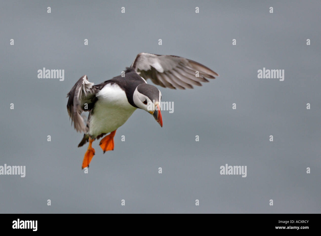 Puffin in flight Stock Photo - Alamy