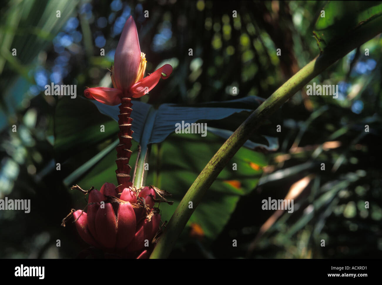 Banana tree in with flowering pod Stock Photo - Alamy