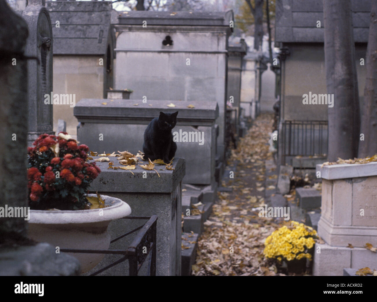Cat cemetery hi-res stock photography and images - Alamy