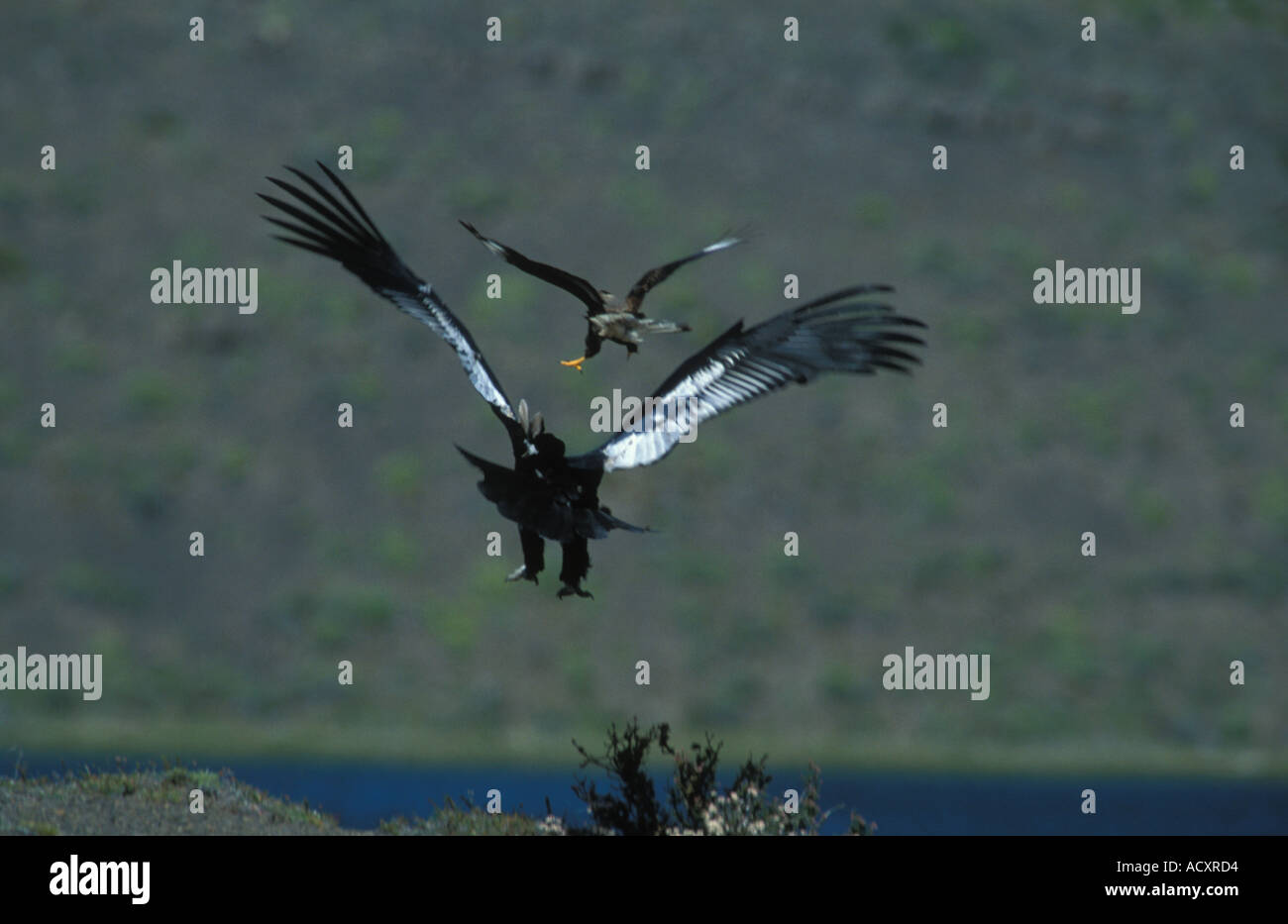 Condor attack hi-res stock photography and images - Alamy