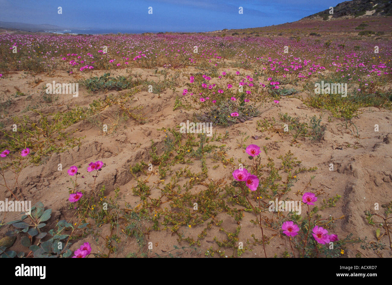 Atacama desert flowers hi-res stock photography and images - Alamy