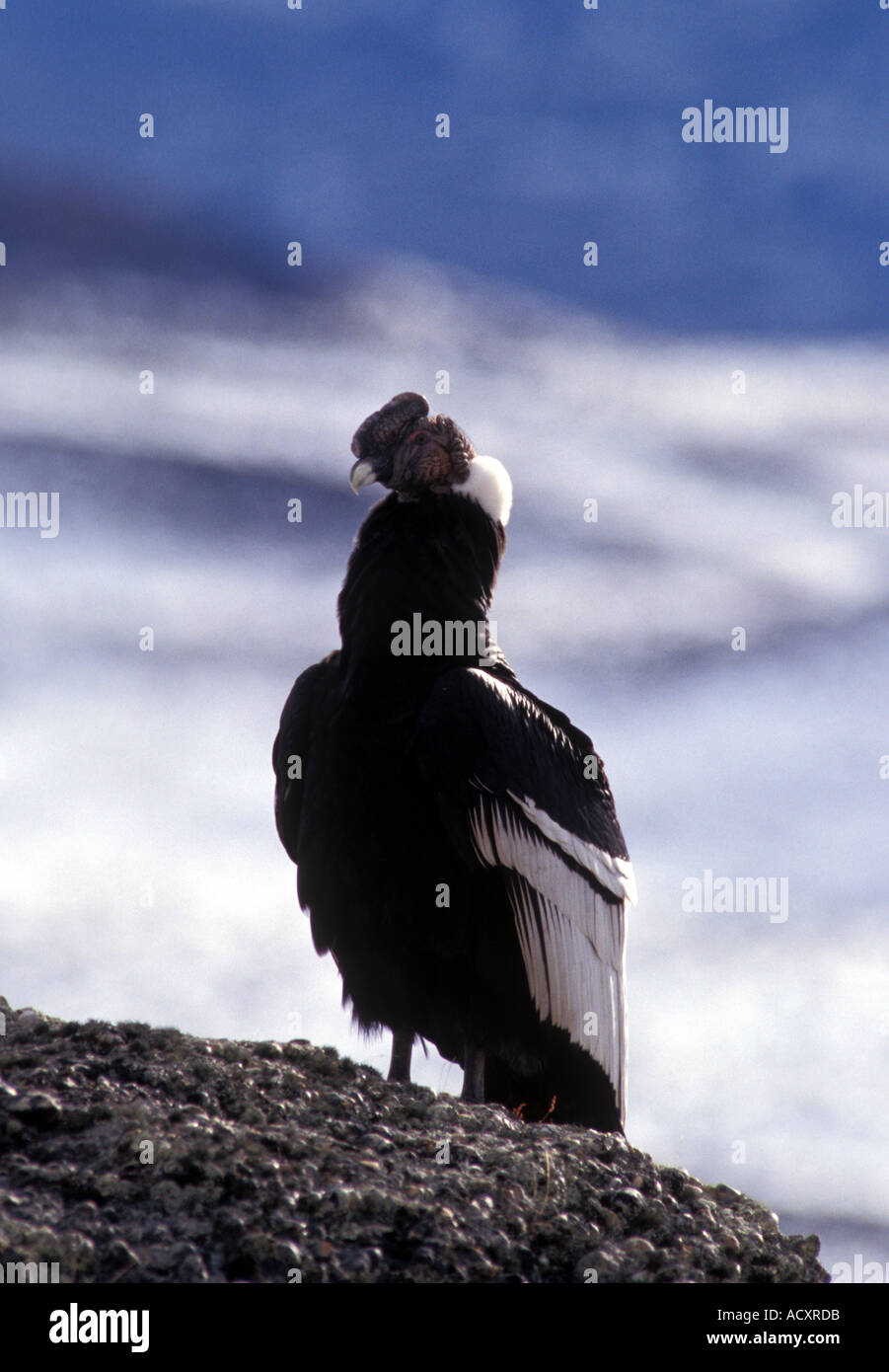 Andean rock male on hi-res stock photography and images - Alamy