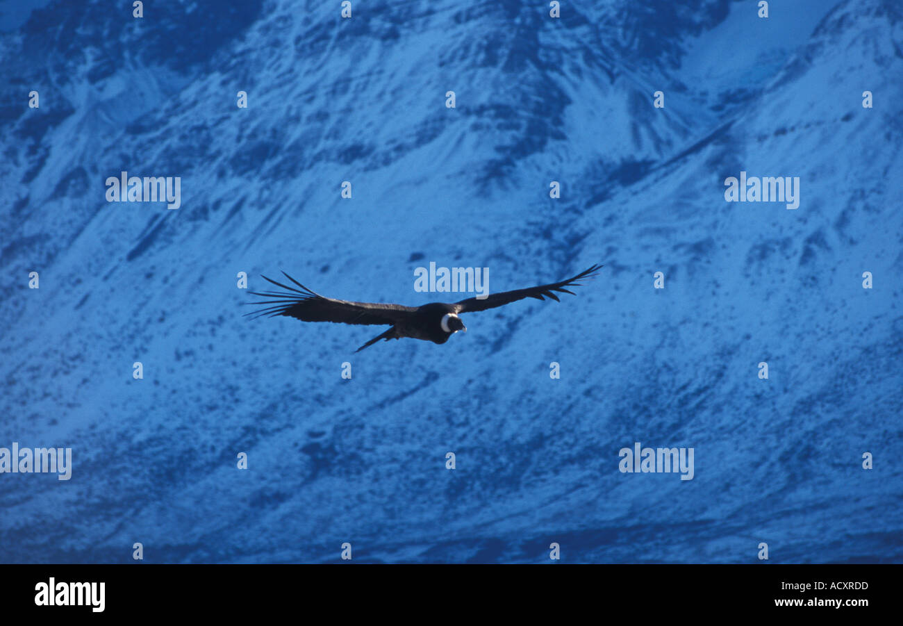 Andean Condor soaring with snow covered mountainside behind Stock Photo ...