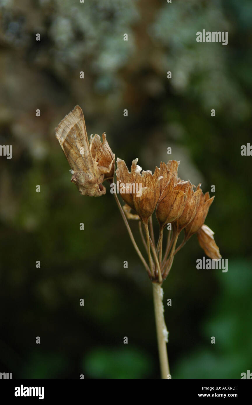 Camouflaged Rosy Rustic Moth Resting on a Dead Flower Stock Photo - Alamy