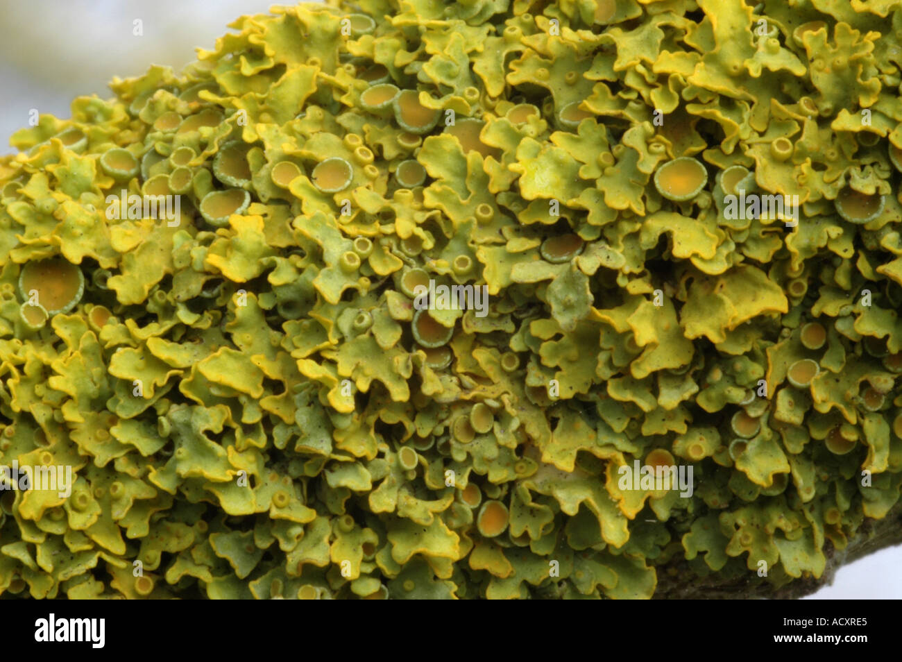 Bright Yellow Lichen on and Elder Tree Branch Stock Photo - Alamy