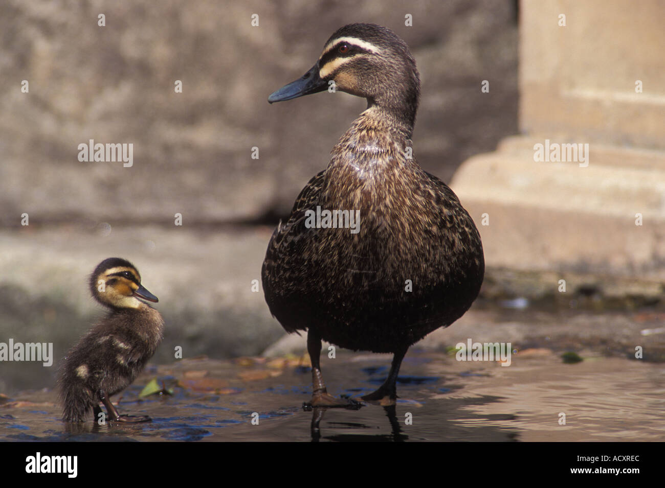 Duck and duckling standing side by side in pond Stock Photo - Alamy