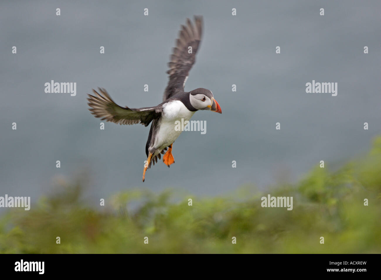 Puffin in flight Stock Photo - Alamy
